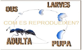 Alejandra: El formiguer (les formigues)