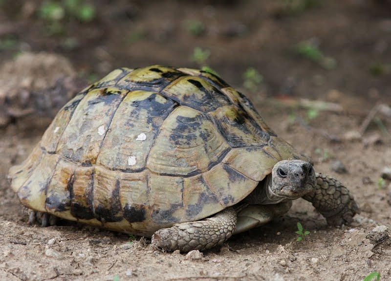 Window to Bulgaria: Сливен (Sliven)
