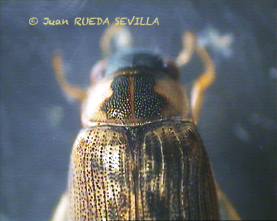 Macroinvertebrados acuáticos: Racó de l'Olla (Valencia)