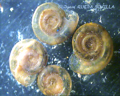 Macroinvertebrados acuáticos: Racó de l'Olla (Valencia)