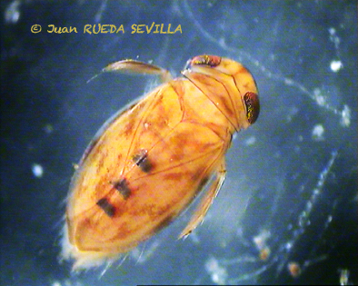 Macroinvertebrados acuáticos: Racó de l'Olla (Valencia)