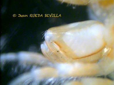 Macroinvertebrados acuáticos: Racó de l'Olla (Valencia)