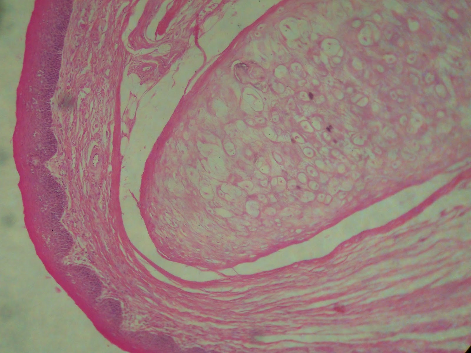 Medical Student Support System: Histology Slides