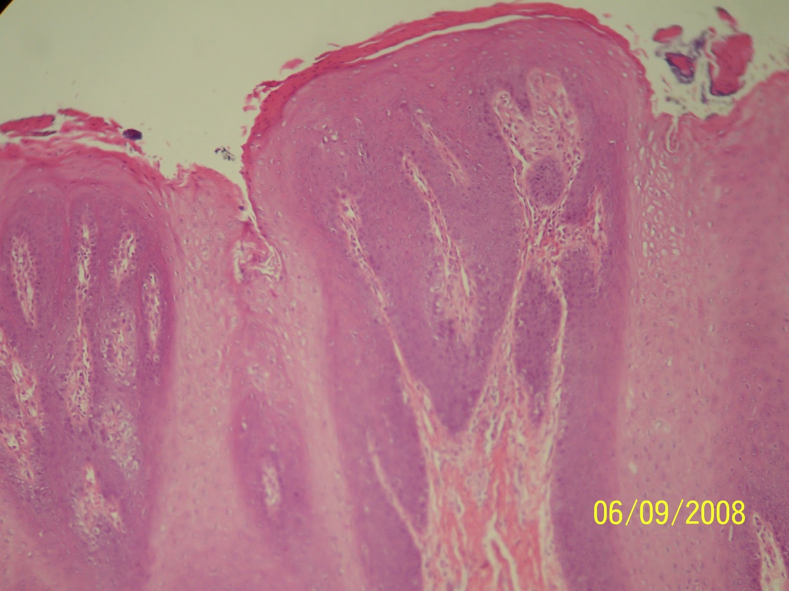Medical Student Support System: Histology Slides