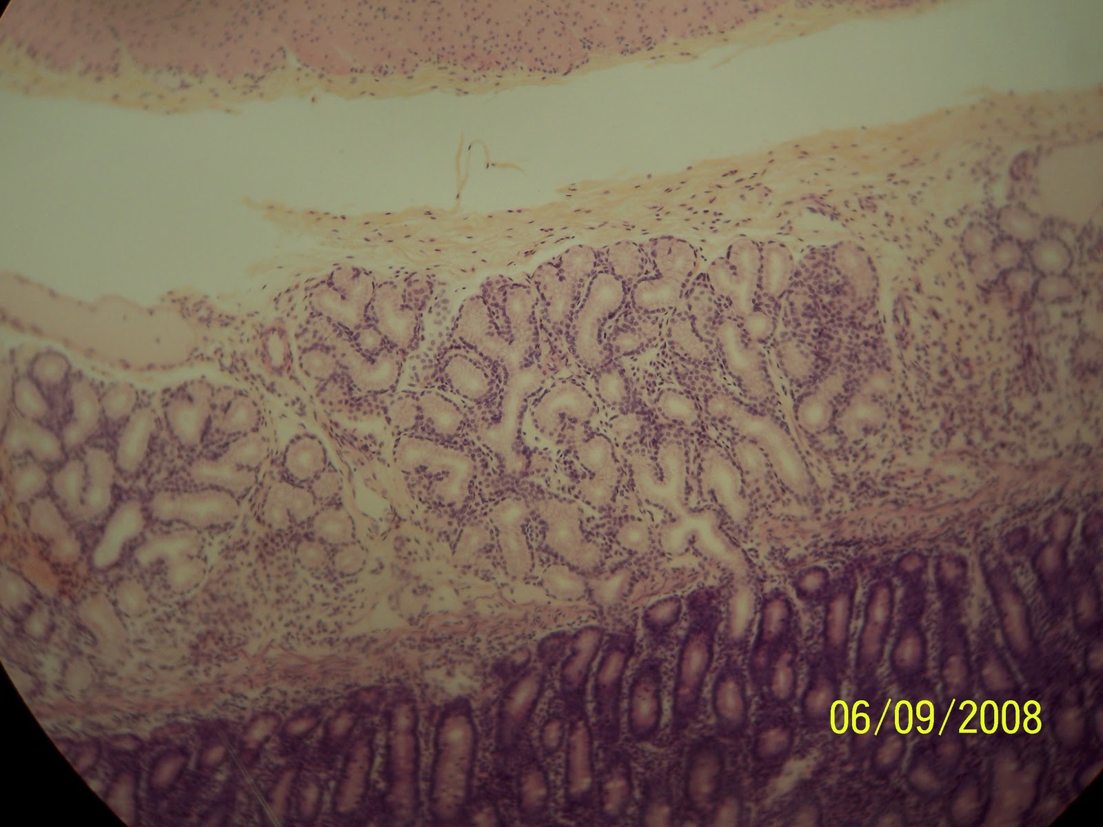 Medical Student Support System: Histology Slides