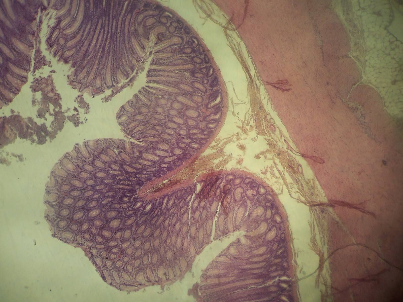 Medical Student Support System: Histology Slides