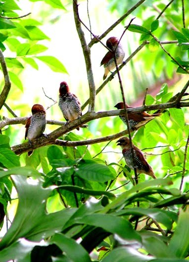 Roshographs: More Birds of Sri Lanka