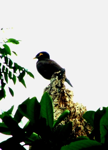 Roshographs: More Birds of Sri Lanka