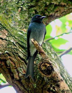 Roshographs: More Birds of Sri Lanka