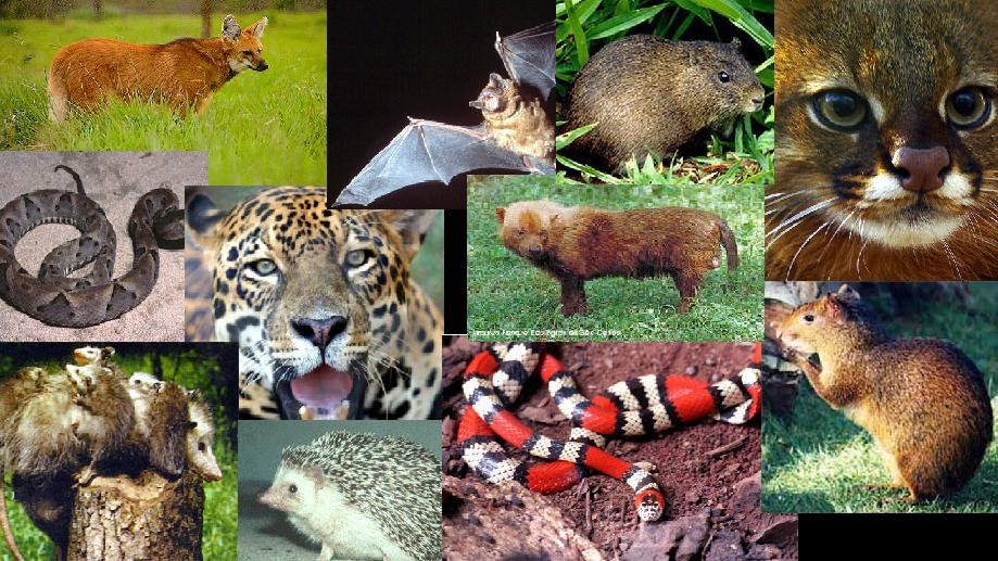 Opará: Fauna e flora do rio São Francisco