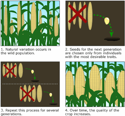 All About Biology: Artificial Selection: Is it good or bad?