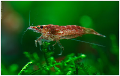FAAO - Aquascaping: Neocaridina heteropoda sp. red