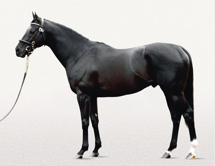 Elevage y Turf: MANDURO (GER) Y LA VENTA DE SUS HIJOS EN BADEN-BADEN