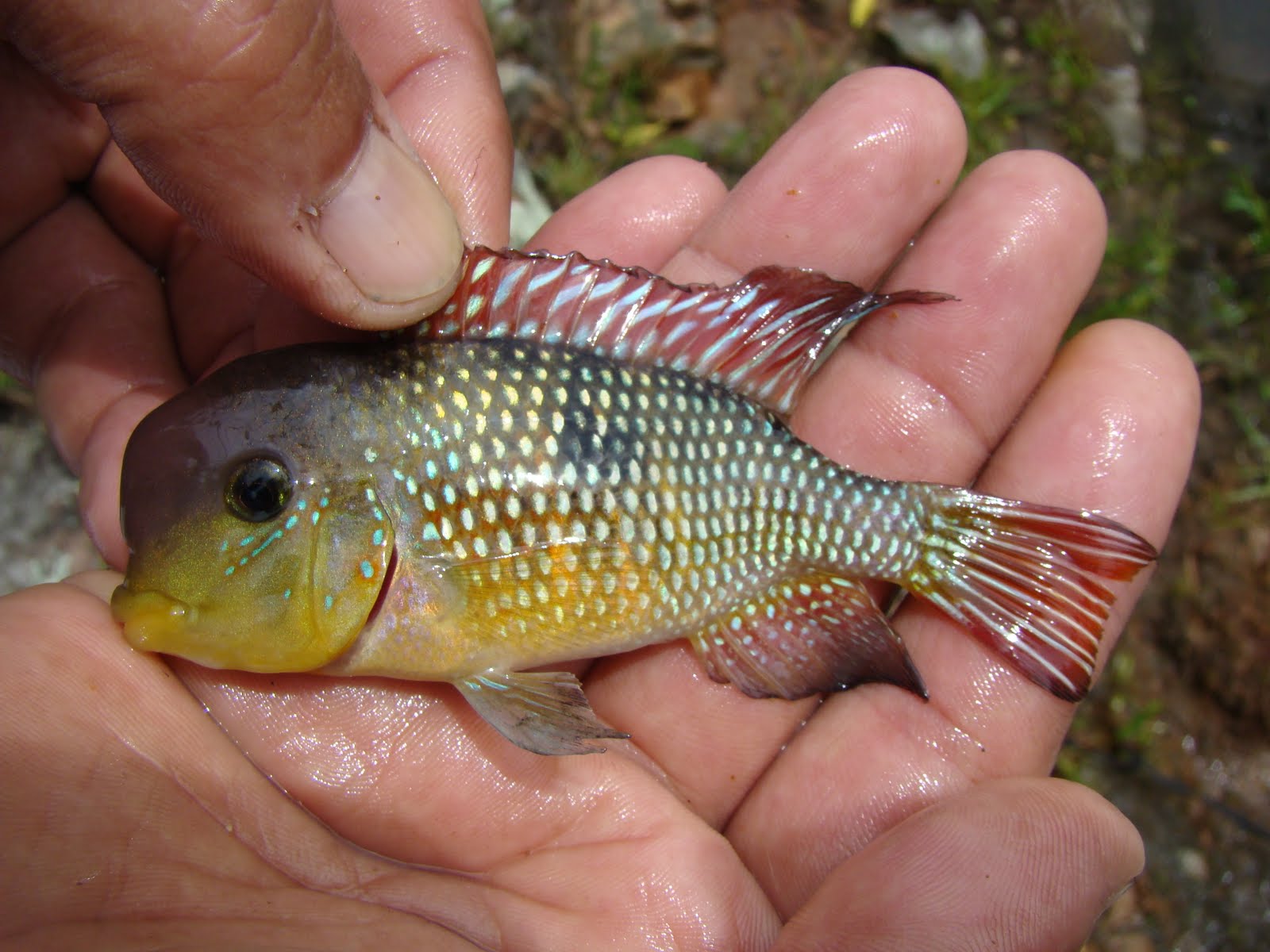 Edward D. Burress: Fishes of the genus Gymnogeophagus