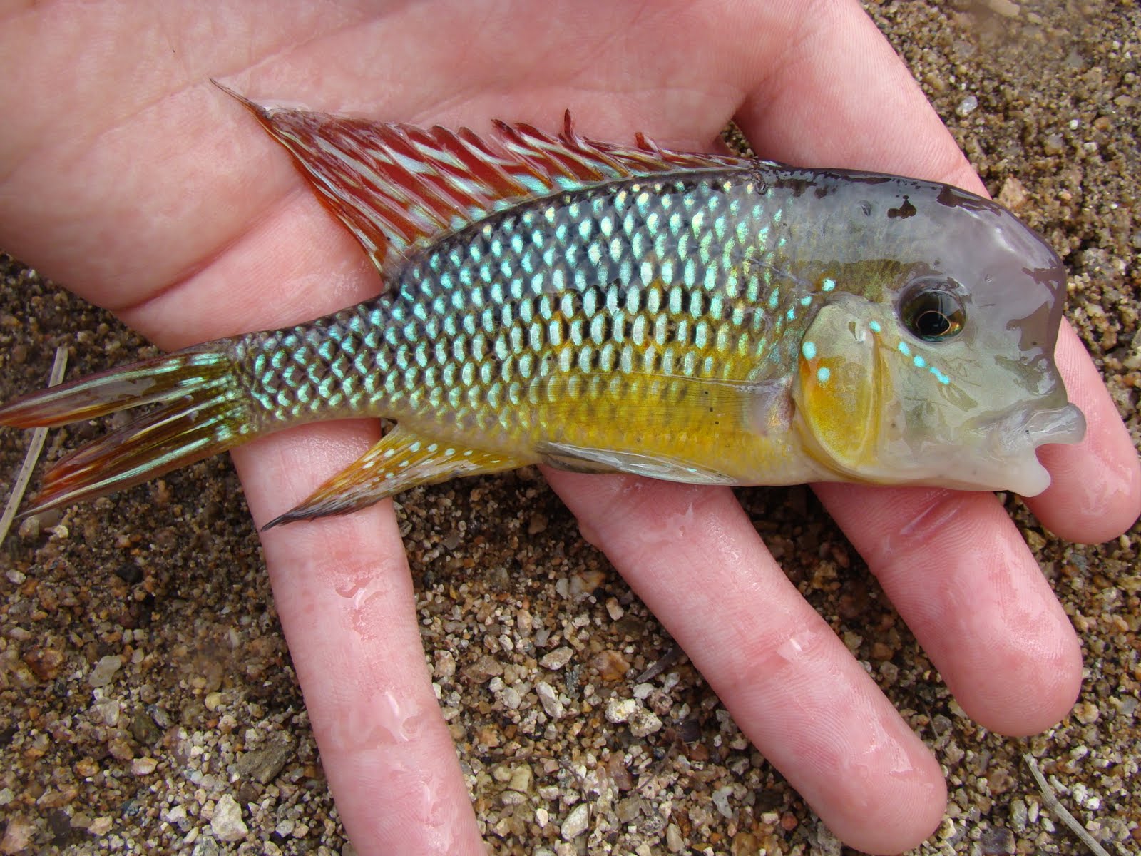 Edward D. Burress: Fishes of the genus Gymnogeophagus
