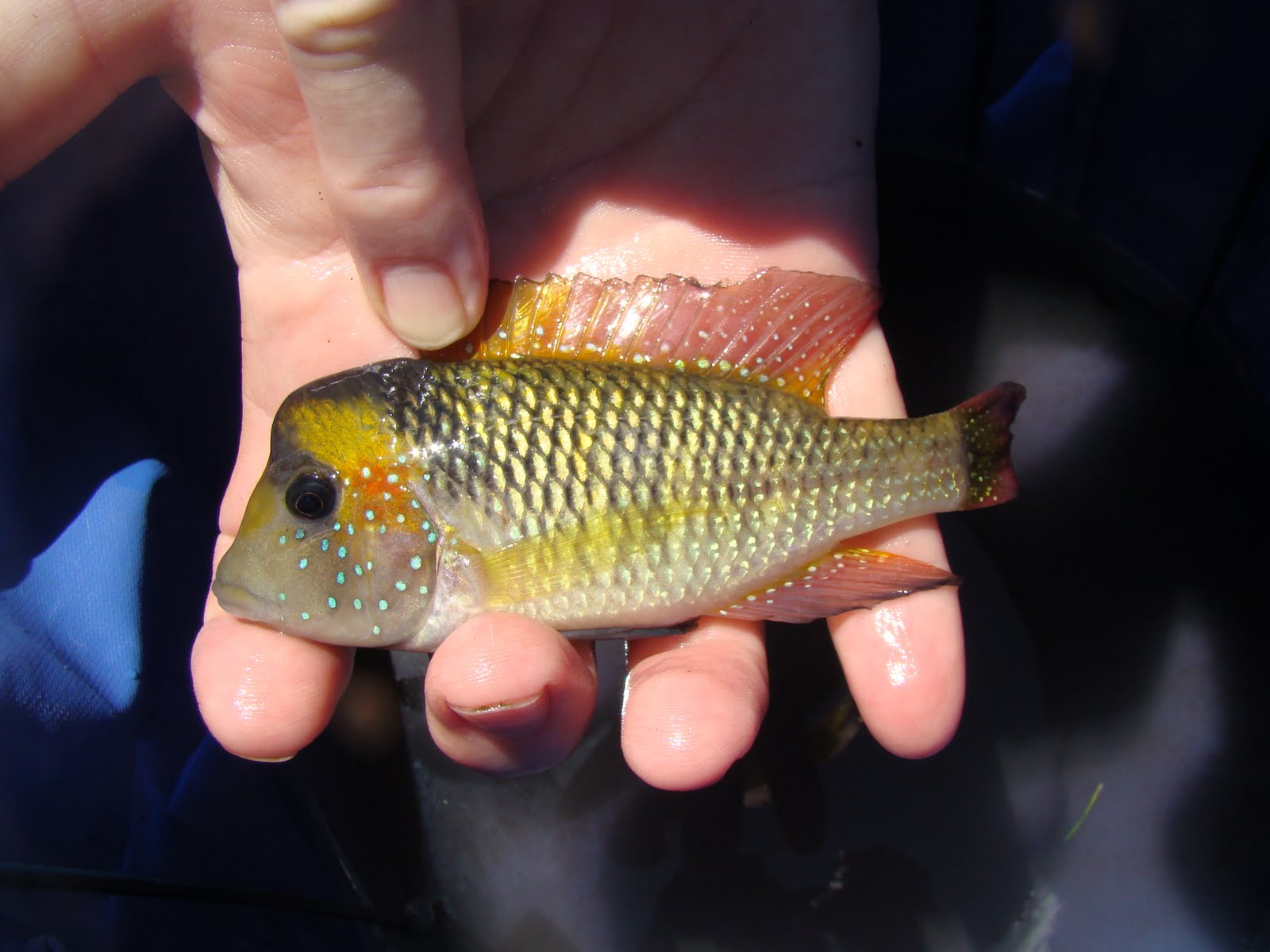 Edward D. Burress: Fishes of the genus Gymnogeophagus
