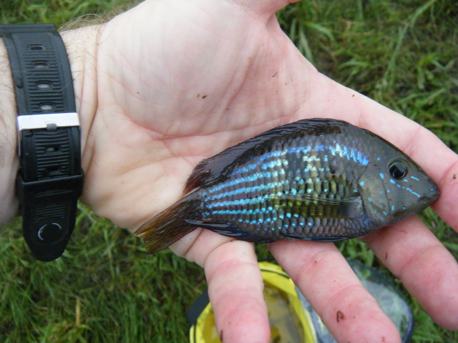 Edward D. Burress: Fishes of the genus Gymnogeophagus