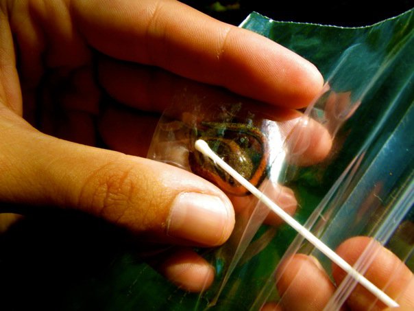 Edward D. Burress: Field Work in North Carolina, United States