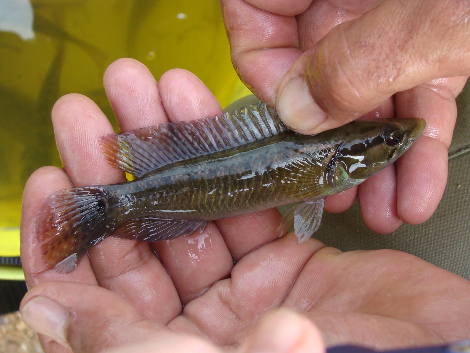Edward D. Burress: Crenicichla saxatilis species-group of Uruguay