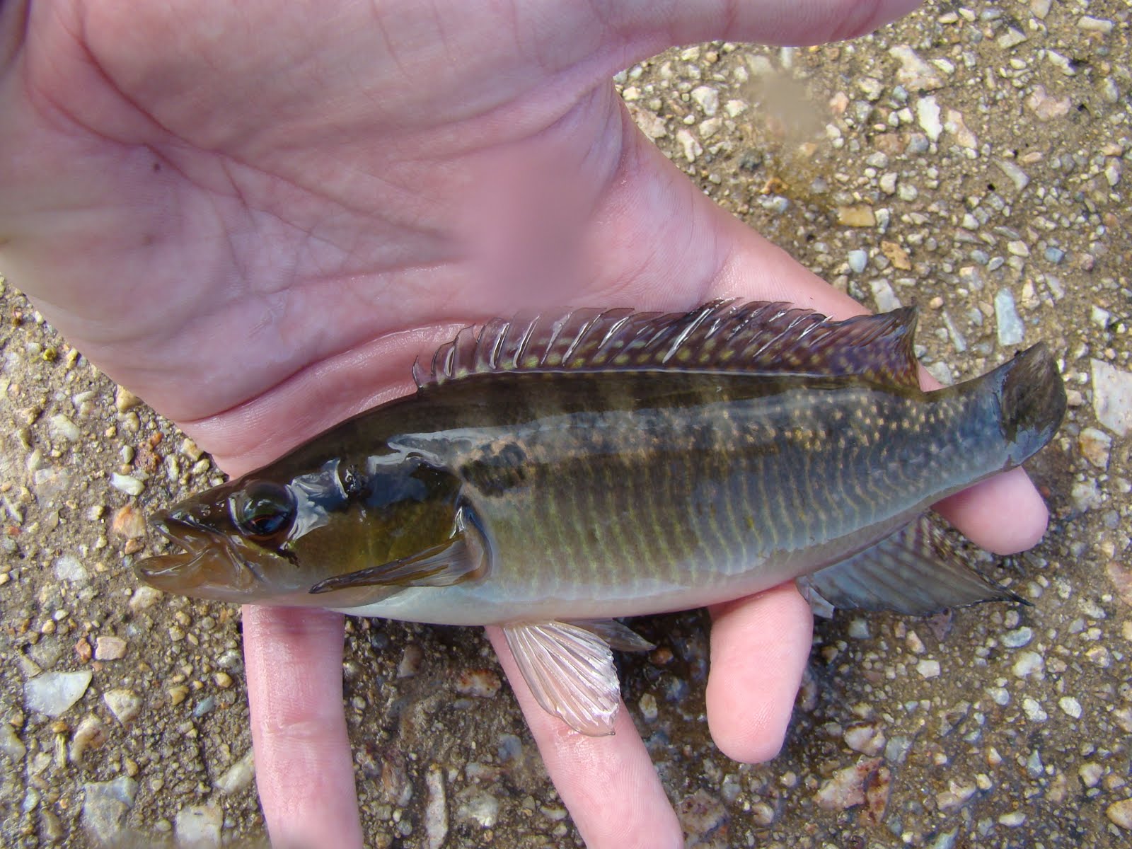 Edward D. Burress: Crenicichla saxatilis species-group of Uruguay