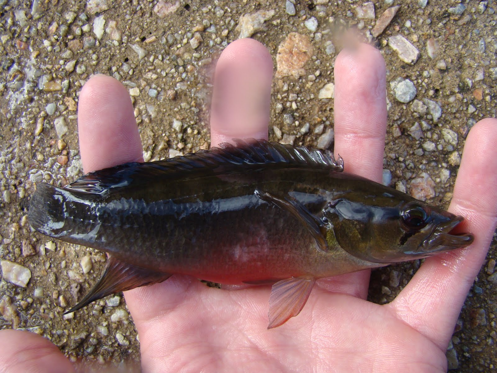 Edward D. Burress: Crenicichla saxatilis species-group of Uruguay