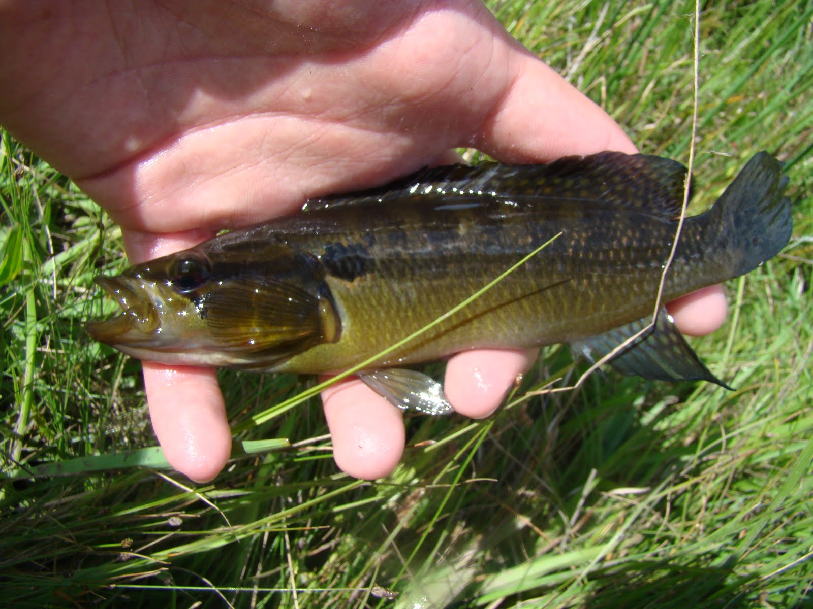 Edward D. Burress: The Crenicichla of Uruguay