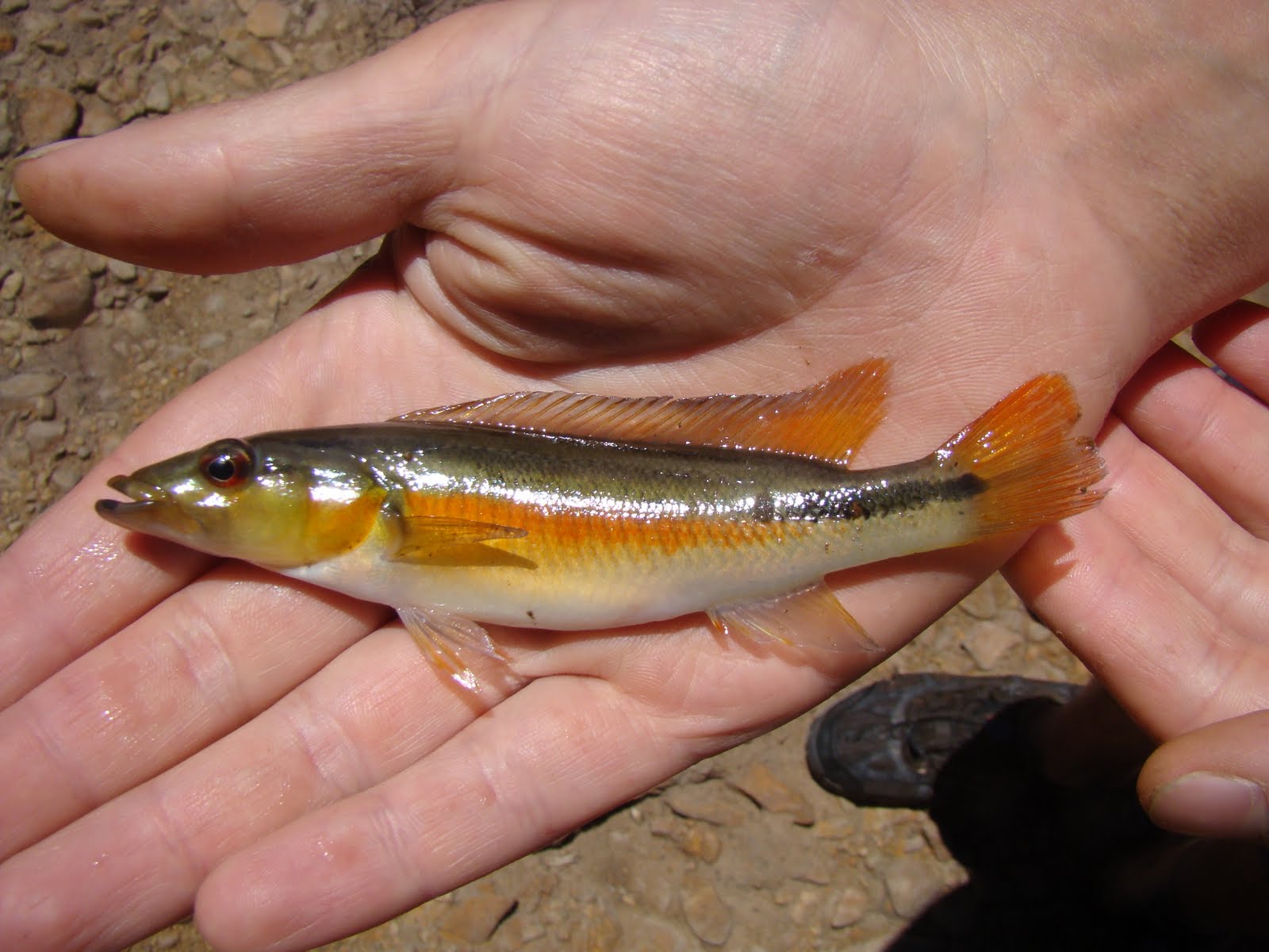 Edward D. Burress: The Crenicichla of Uruguay