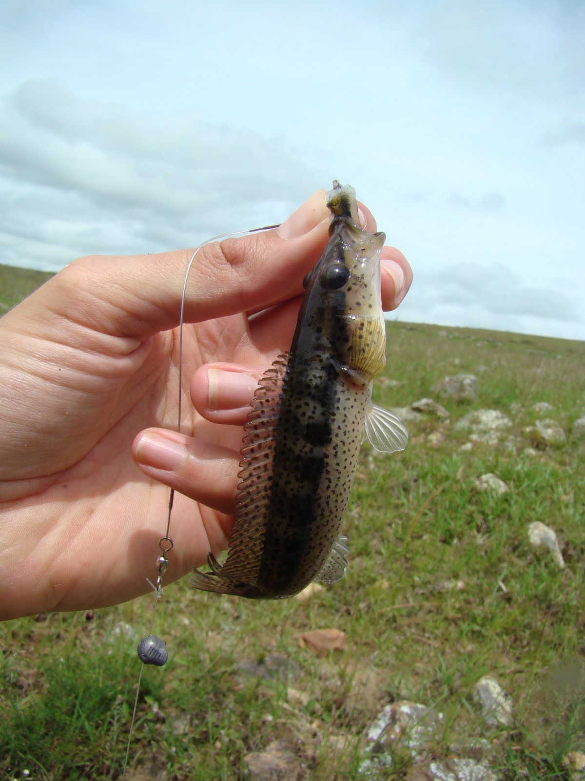 Edward D. Burress: The Crenicichla of Uruguay