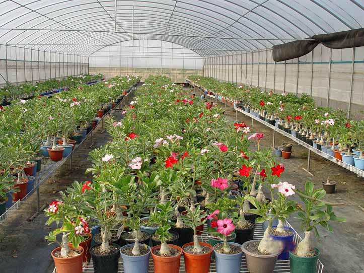 Plant Care for Adenium obesum - Desert Rose