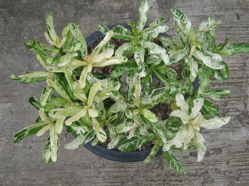 Bonsai plant Jaipur Rajasthan India | Bonsai Adenium Plant