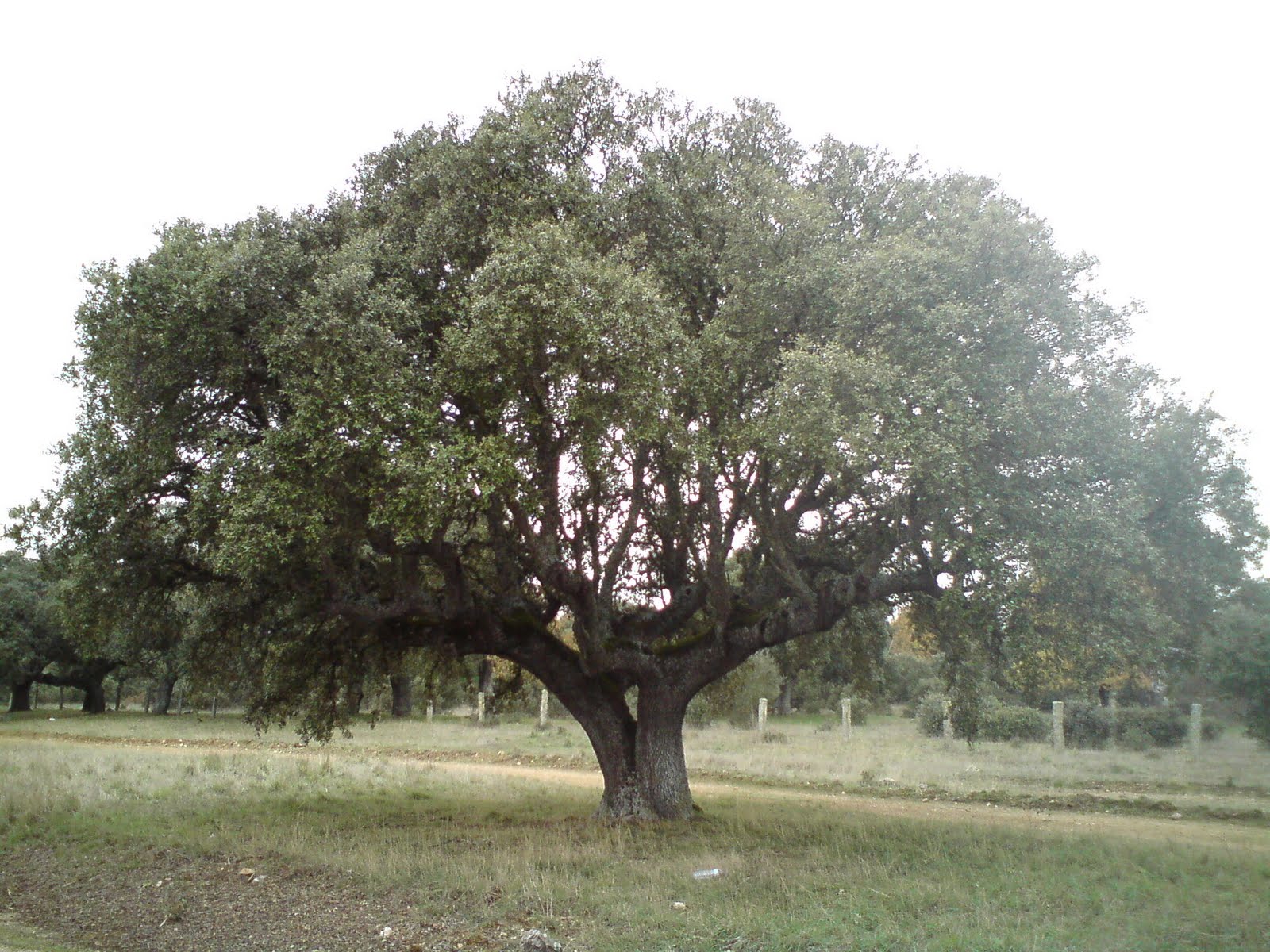 pequeñas cosas: noviembre 2009