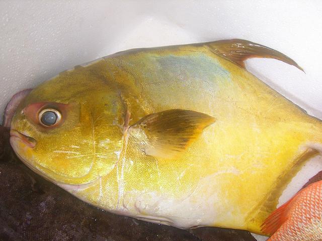 Informasi Mendapatkan Ikan Bawal Untuk Konsumsi: Bawal Mas