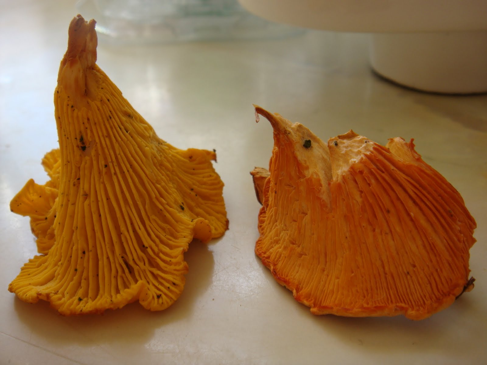 The Sunday Roaster: Wild Mushroom Foraging: How to tell Real ...