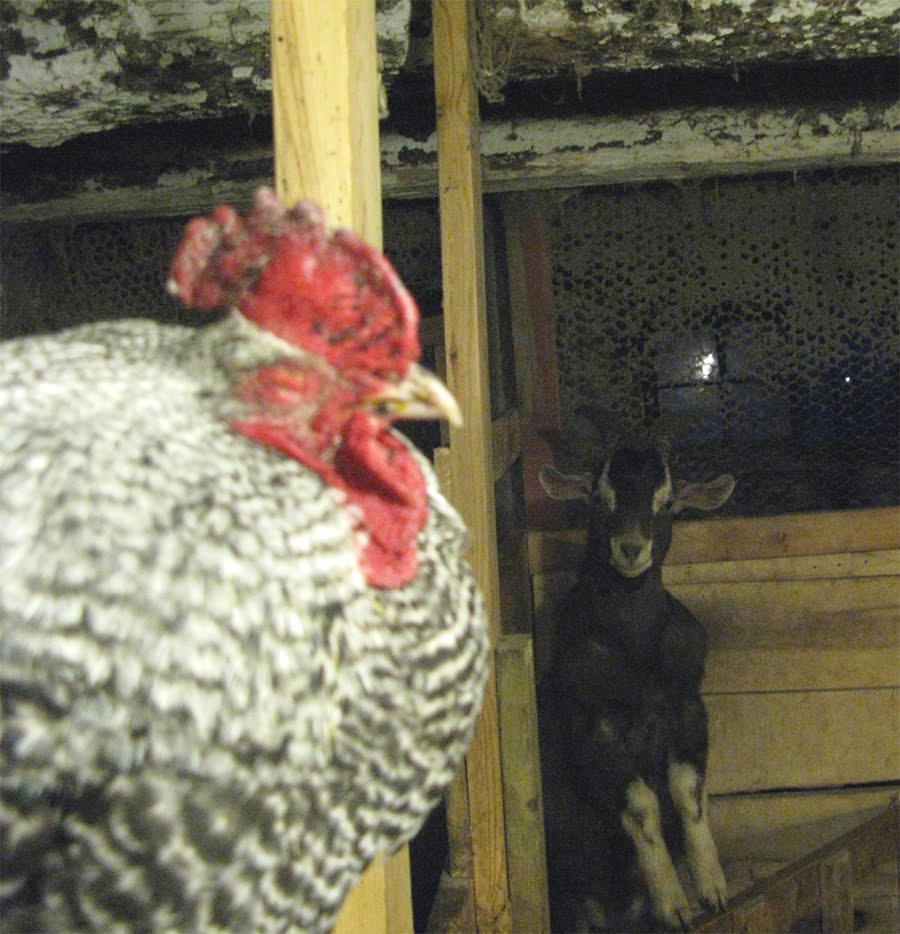 Peter On The Farm: Strange Animal Behaviour