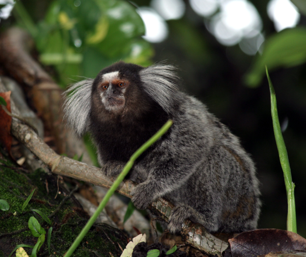 Lora Verde: octubre 2010