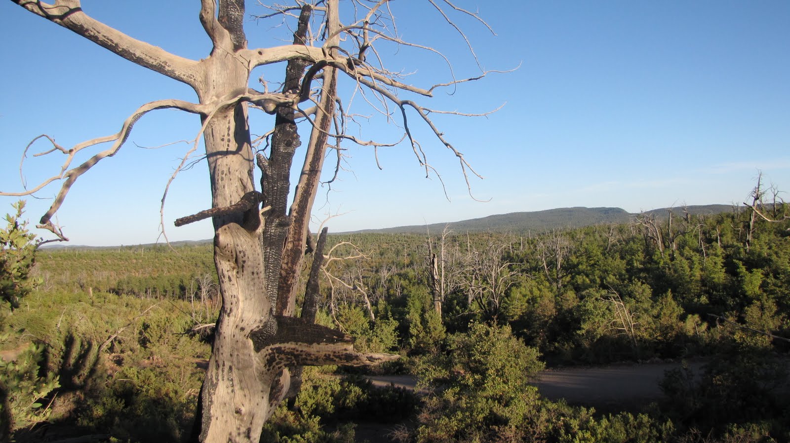 Rim Country Gazette: A forest heals: remembering the Dude Fire