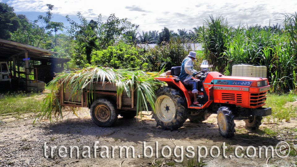 Silaj Ternakan: Silaj Napier