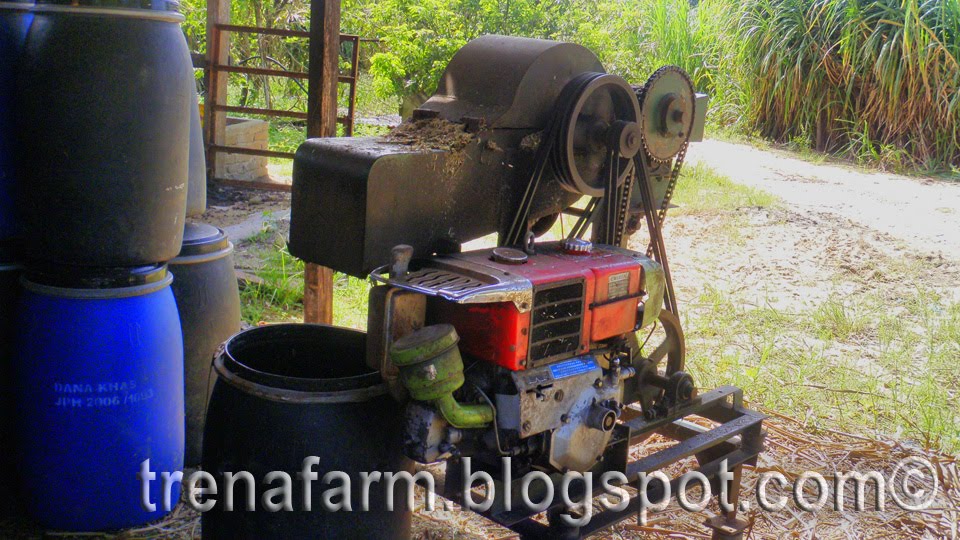 Silaj Ternakan: Silaj Napier