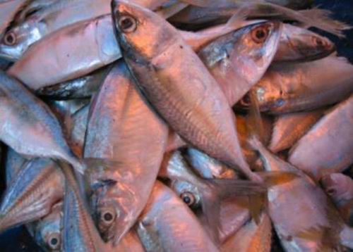 Ikan Banyak Atas Darat Dari Dalam Air, Betul ke?