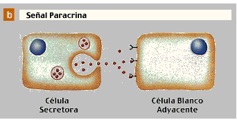 Jenny bcdc: Comunicación celular