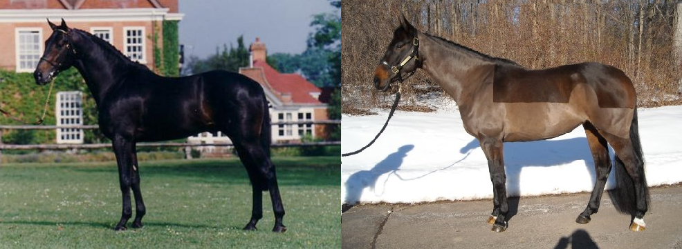 Eventing-A-Gogo!: Breed, or Buy?