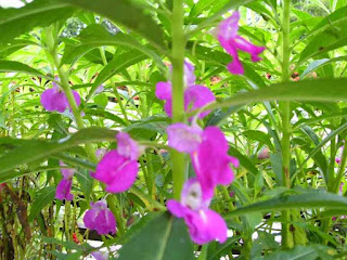 Belajar gratis untuk semua... blog Syaiful Rahman: Mengenal lebih dekat ...