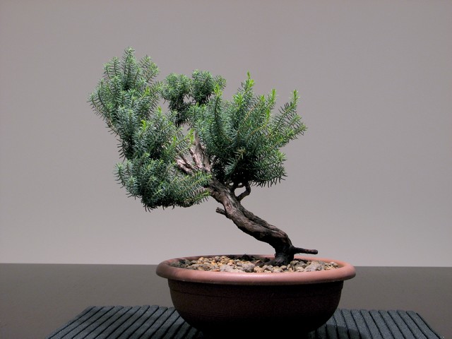 As minhas histórias e aventuras de Bonsai: Erica platycodon spp maderensis