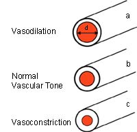 Anatomy and Physiology e-Portfolio: Vasoconstriction and Vasodilation ...
