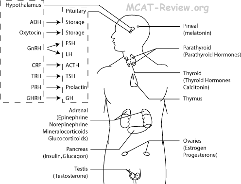 Anatomy and Physiology e-Portfolio: Endocrine Sytem and Homeostasis ...