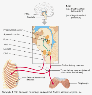 Anatomy and Physiology e-Portfolio: Inspiration and Expiration ...