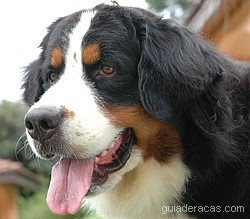 Cães & Raças: Bernese