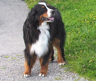 Cães & Raças: Bernese