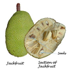 What We Know About Food: Jackfruit / Kathal