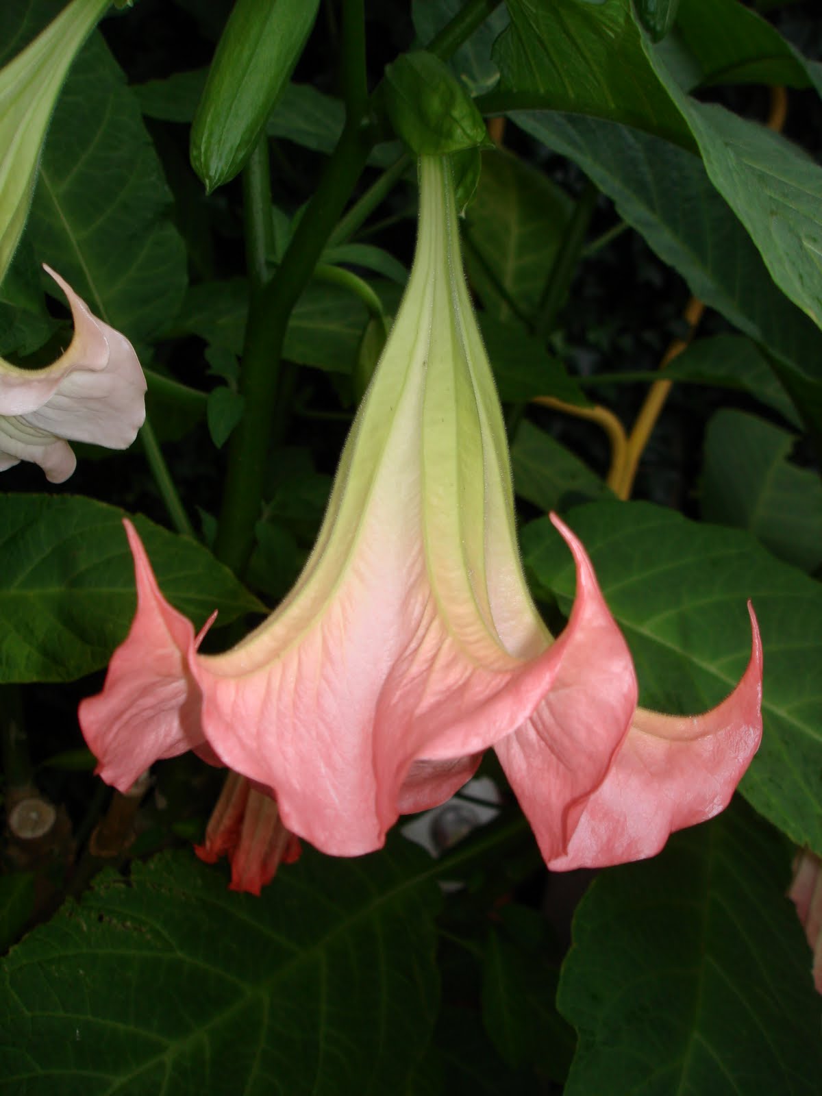 Brugmansia / Anđeoska truba | Cvjetna Oaza - Sve o cvijecu